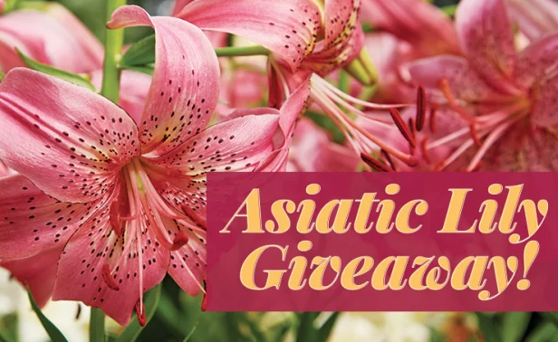 Garden Gate Asiatic Lily Sweepstakes (10 Winners) | FreebieShark.com