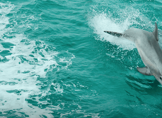 Adidas "Parley Ocean School" Sweepstakes