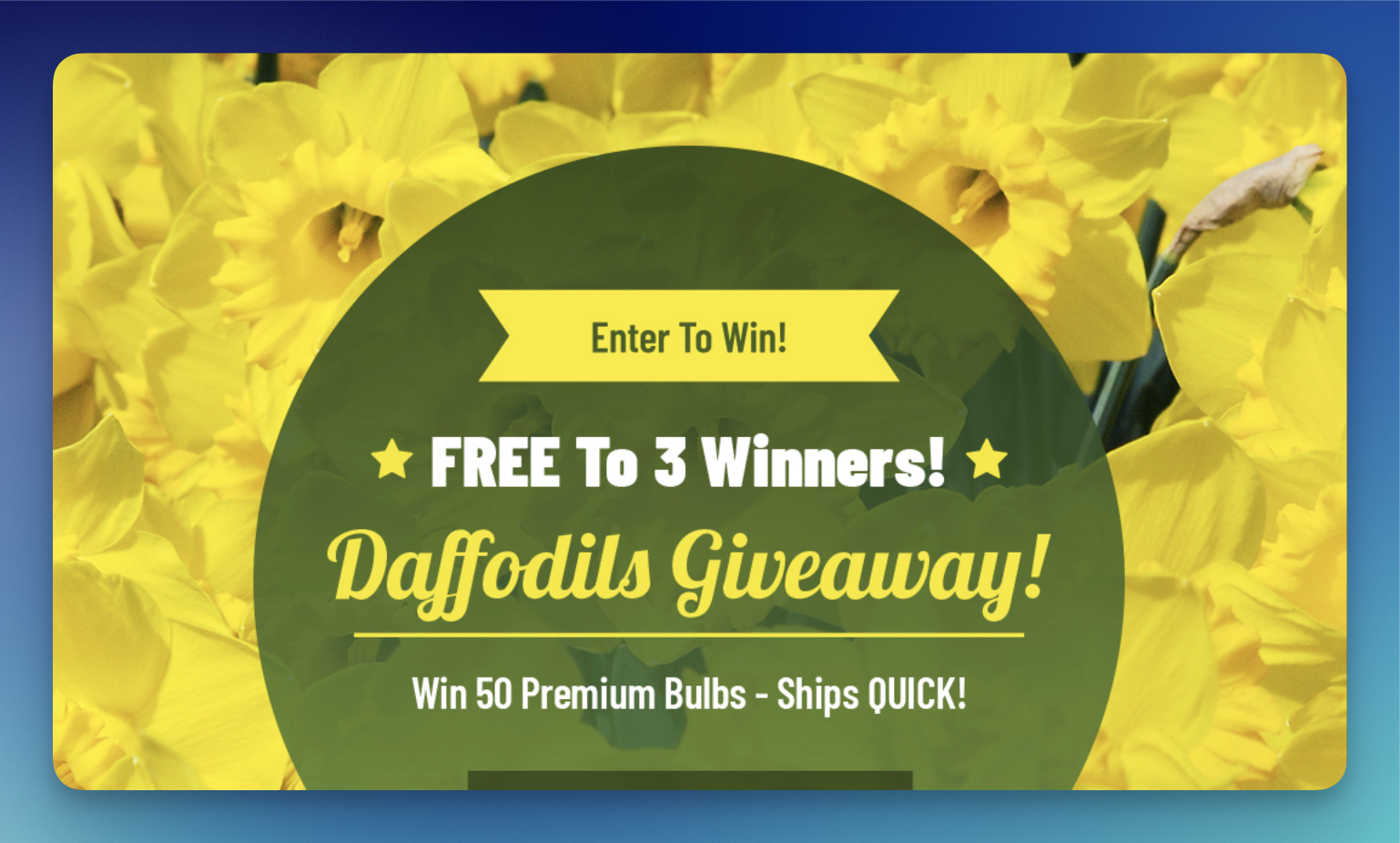 Holland Bulb Farms Daffodils Giveaway (3 Winners) | FreebieShark.com
