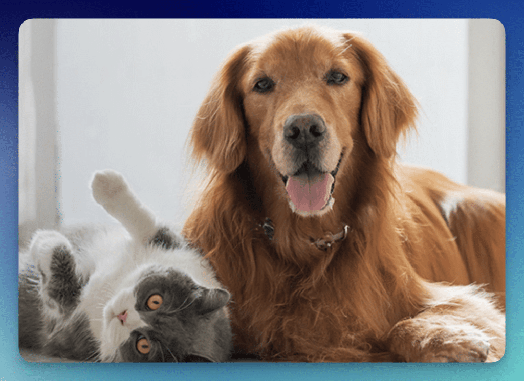 FREE Box of Beneful Wet Dog Food | FreebieShark.com